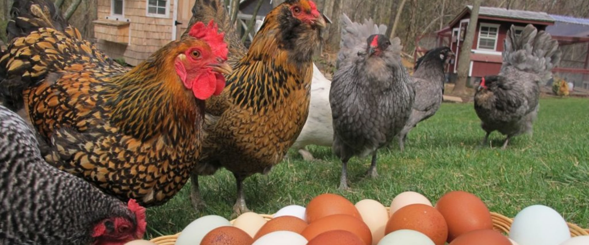 Identifying Potential Causes for Low Egg Production