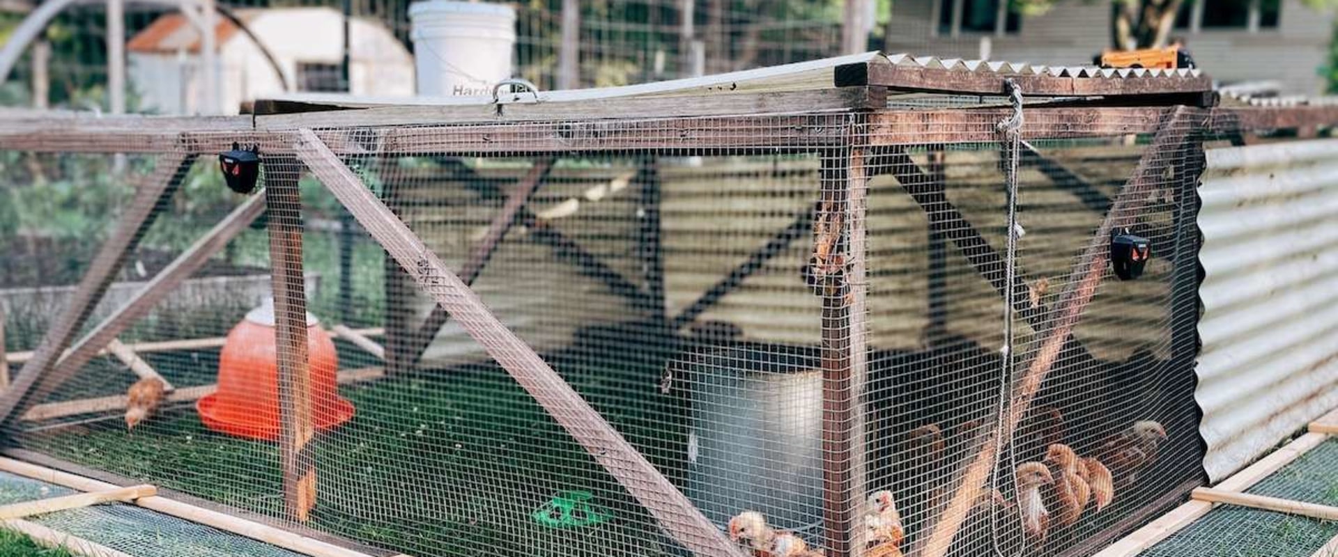 How to Predator-Proof Your Chicken Coop