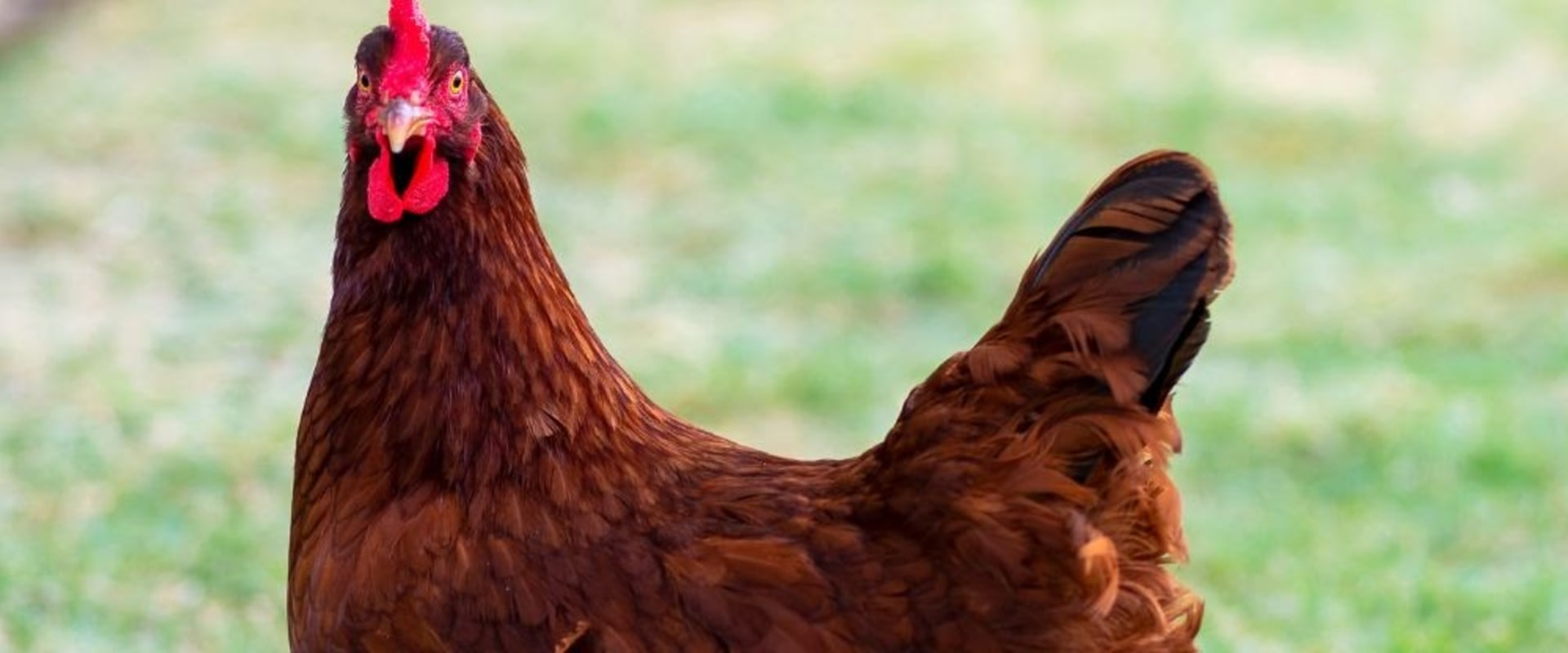 Rhode Island Red: The Perfect Chicken Breed for All Your Needs