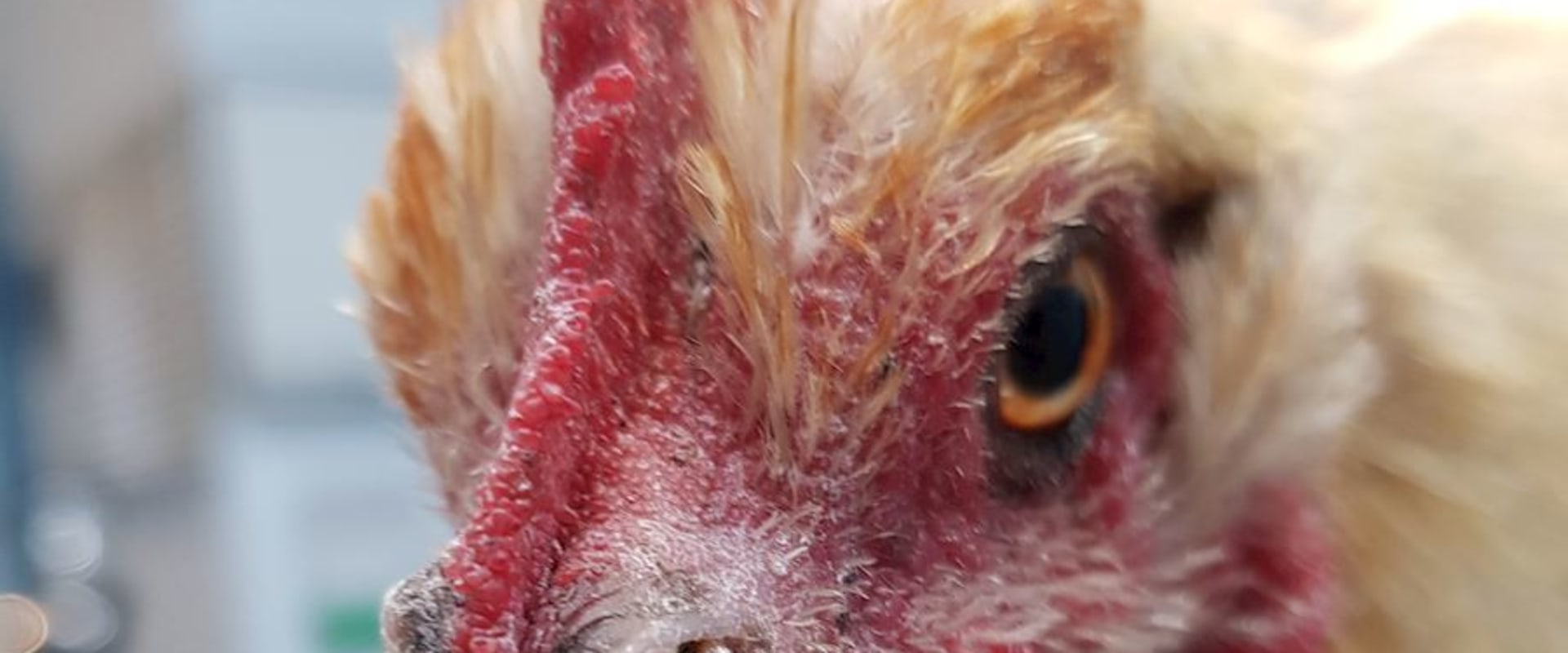 Understanding Respiratory Infections in Chickens