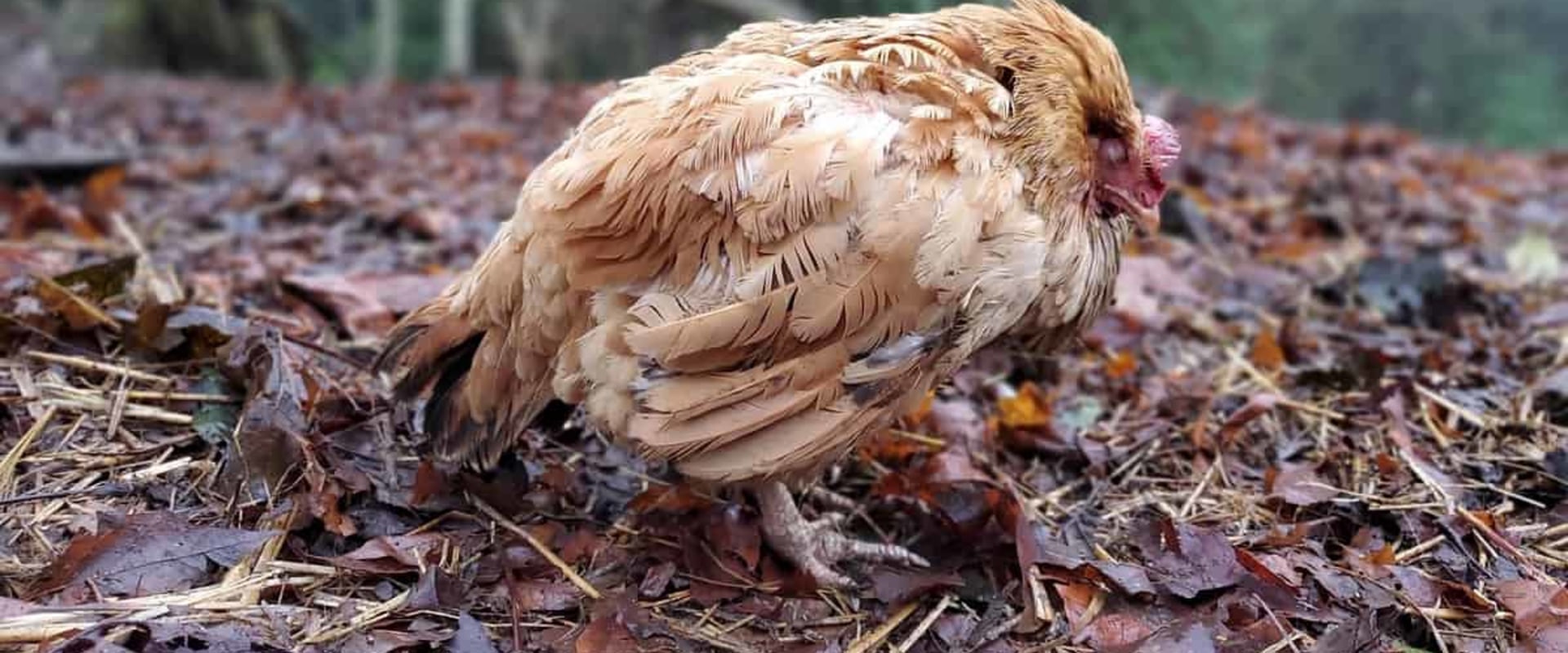 Understanding Coccidiosis in Chickens: A Comprehensive Guide