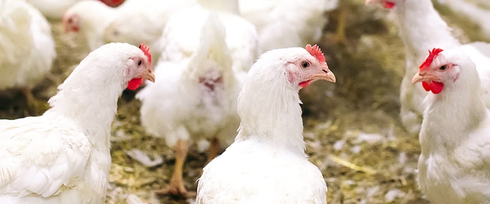 A Comprehensive Look at Biosecurity Measures for Raising Chickens