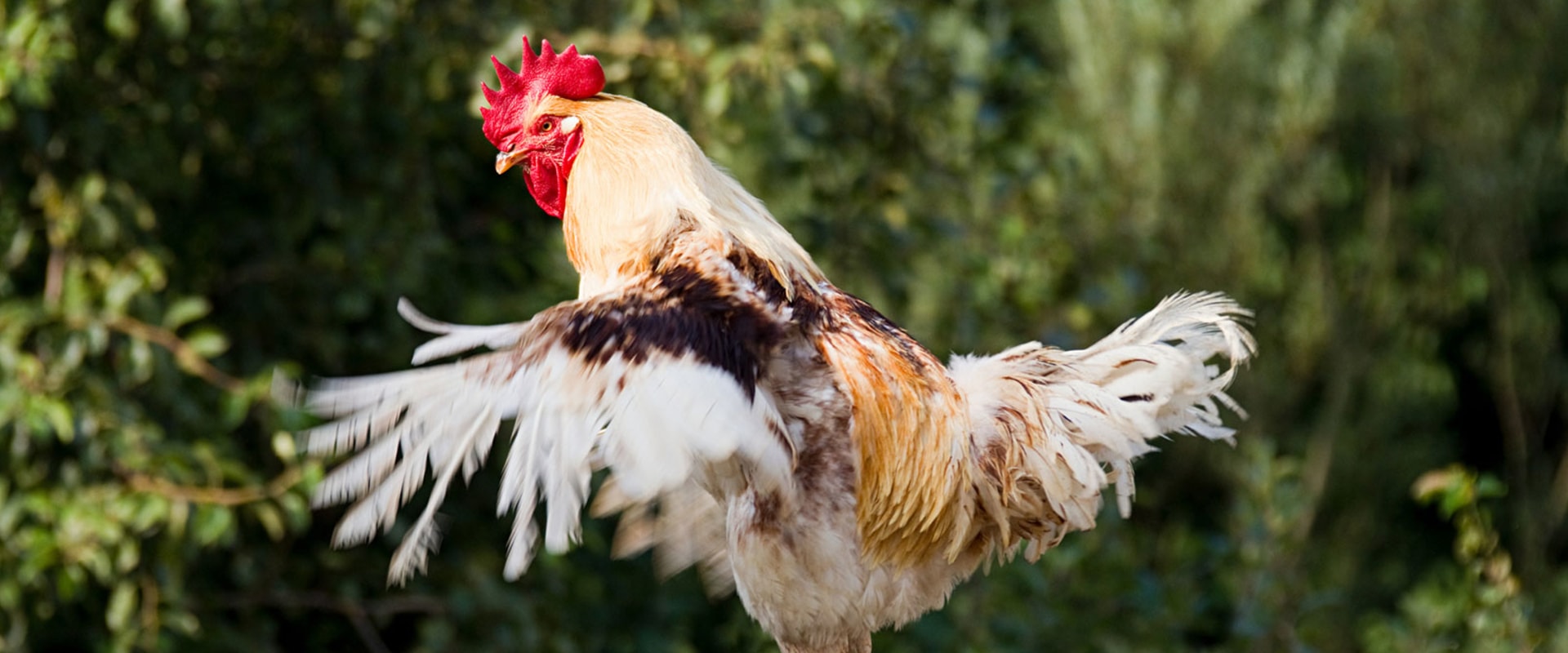 The Truth About Male Chickens: Are They All Roosters?