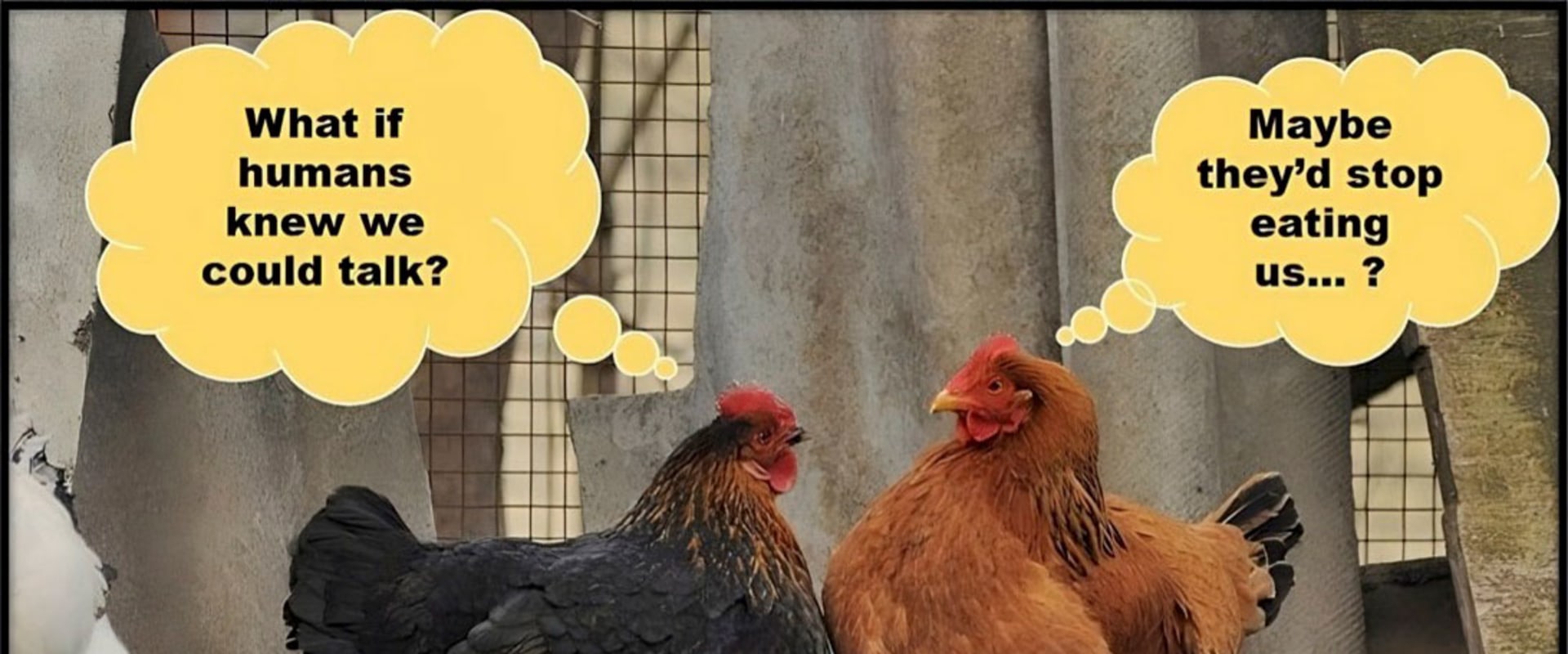 The Fascinating History Behind Why Chickens are Called Chickens