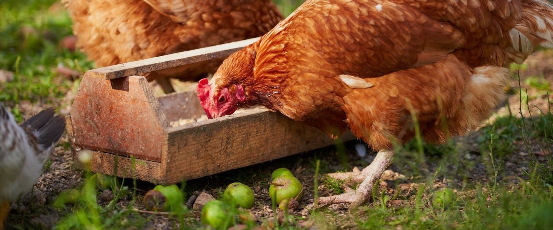 Chickens