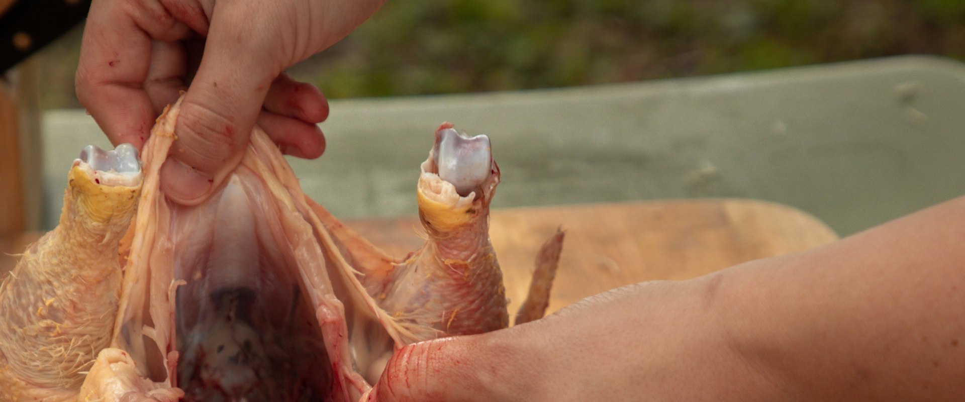 Removing Feathers and Cleaning the Carcass: A Beginner's Guide to ...